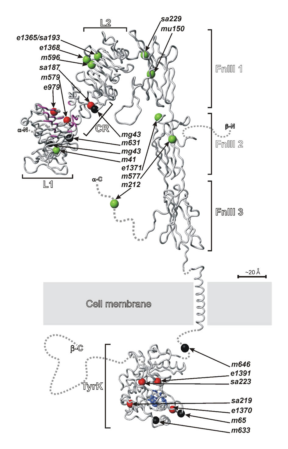 DAF-2 receptor structure and mutations