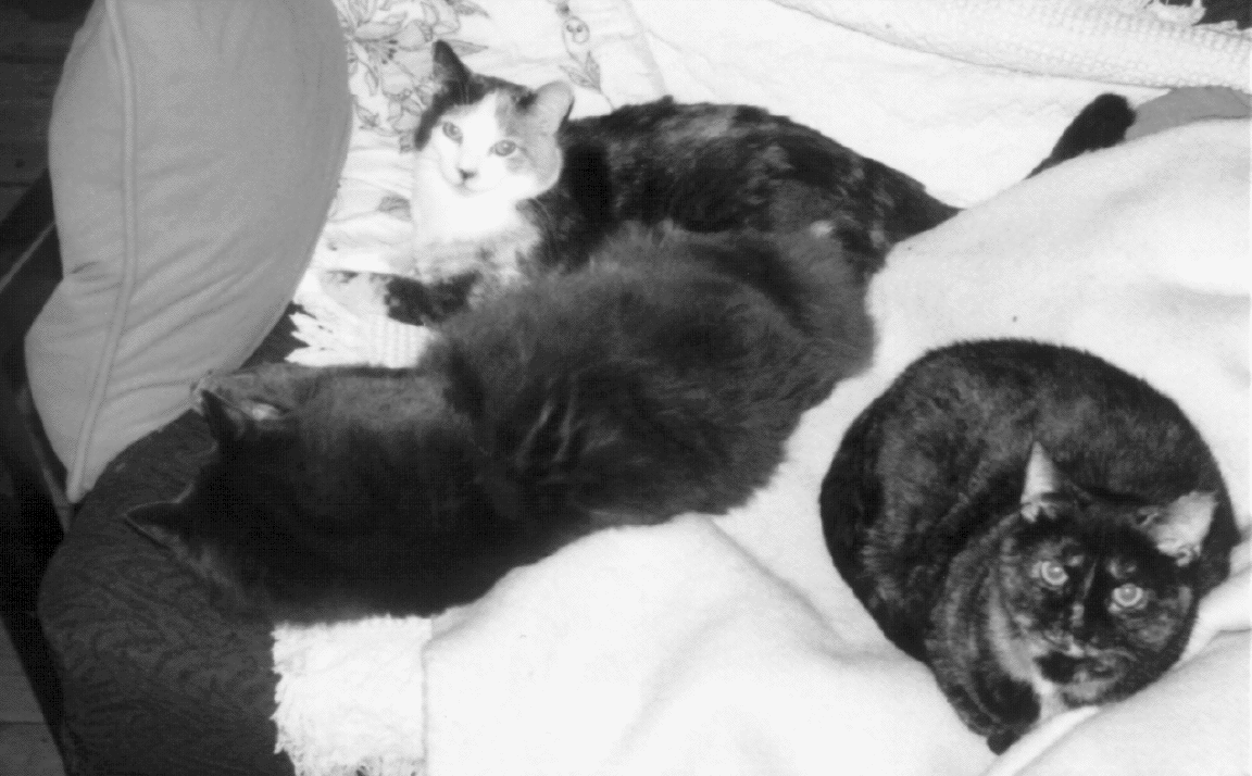 E S Fraga: Photographic Portfolio