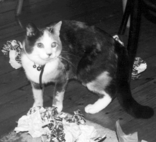 E S Fraga: Photographic Portfolio