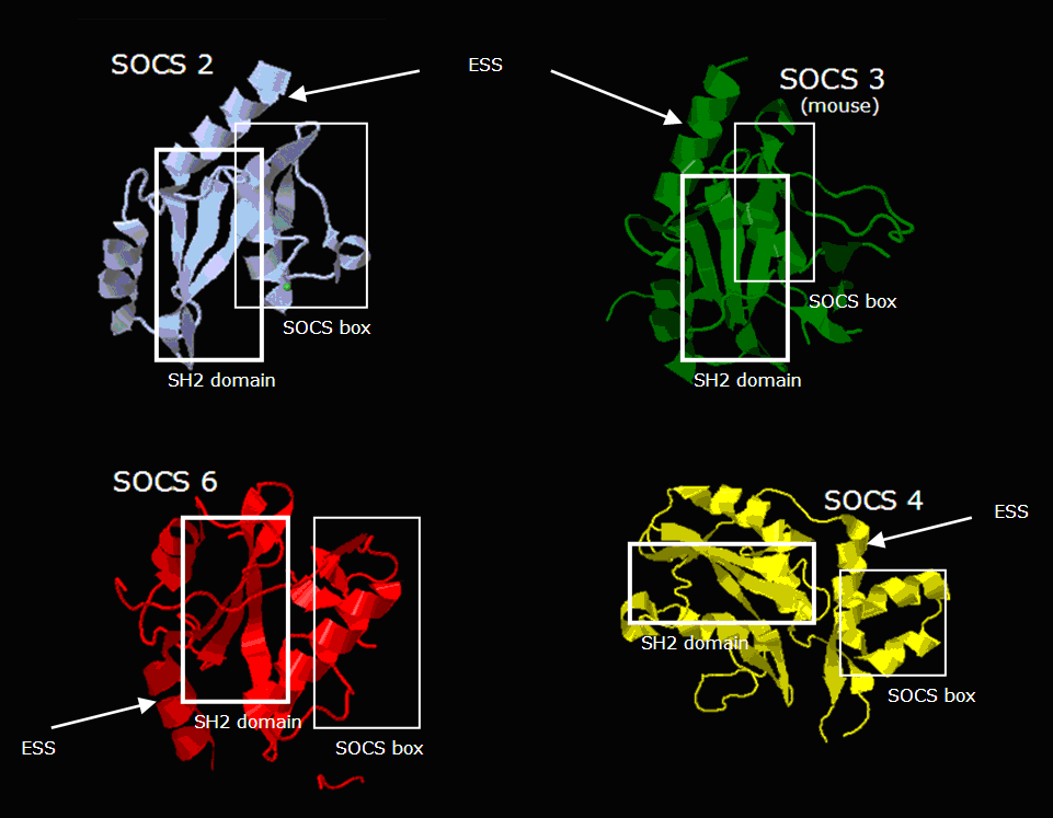 Molecular exploration of SOCS